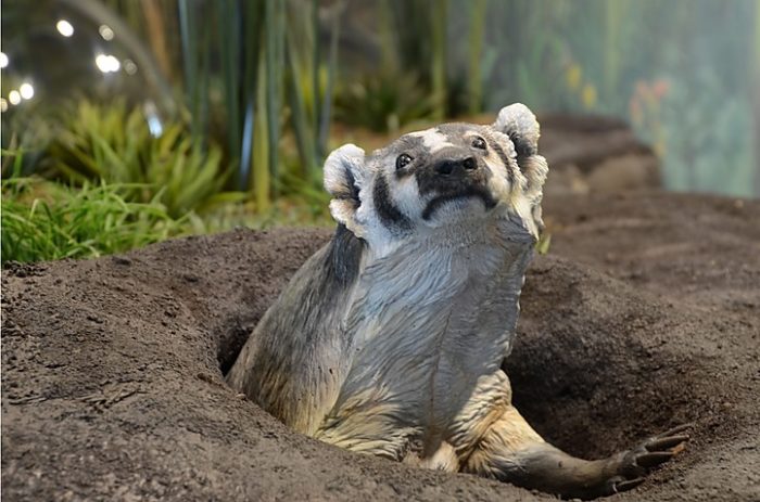 Grand Opening Alert: Celebrating Earth Day at Jay C. Hormel Nature ...